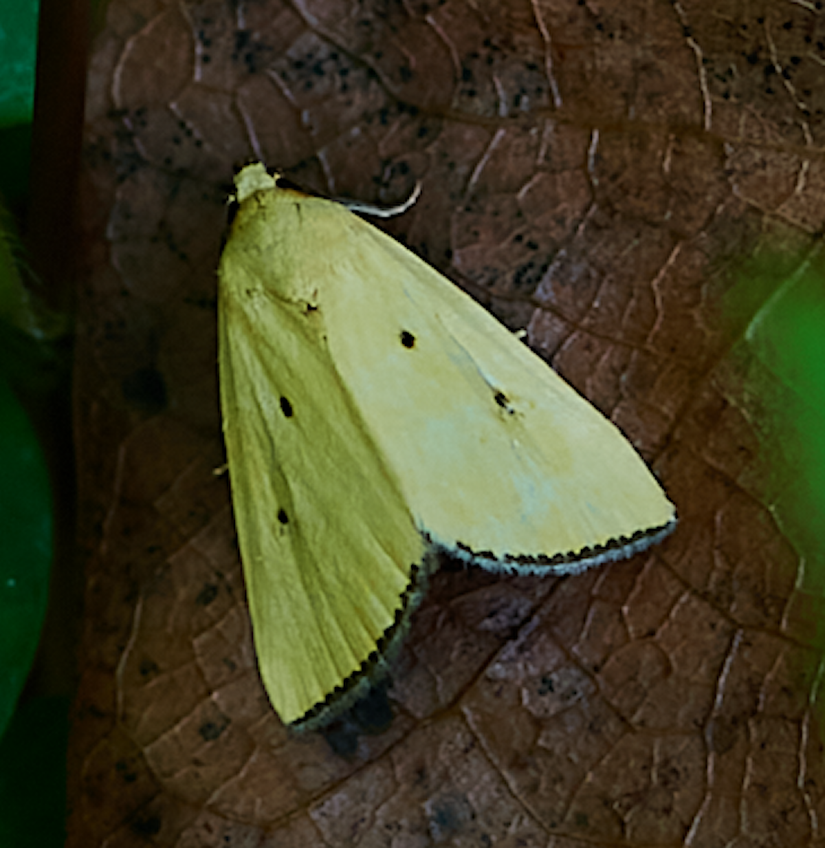 Butterflies, Moths & Caterpillars | Pirate's Challenge – AKA "Pirate Math"